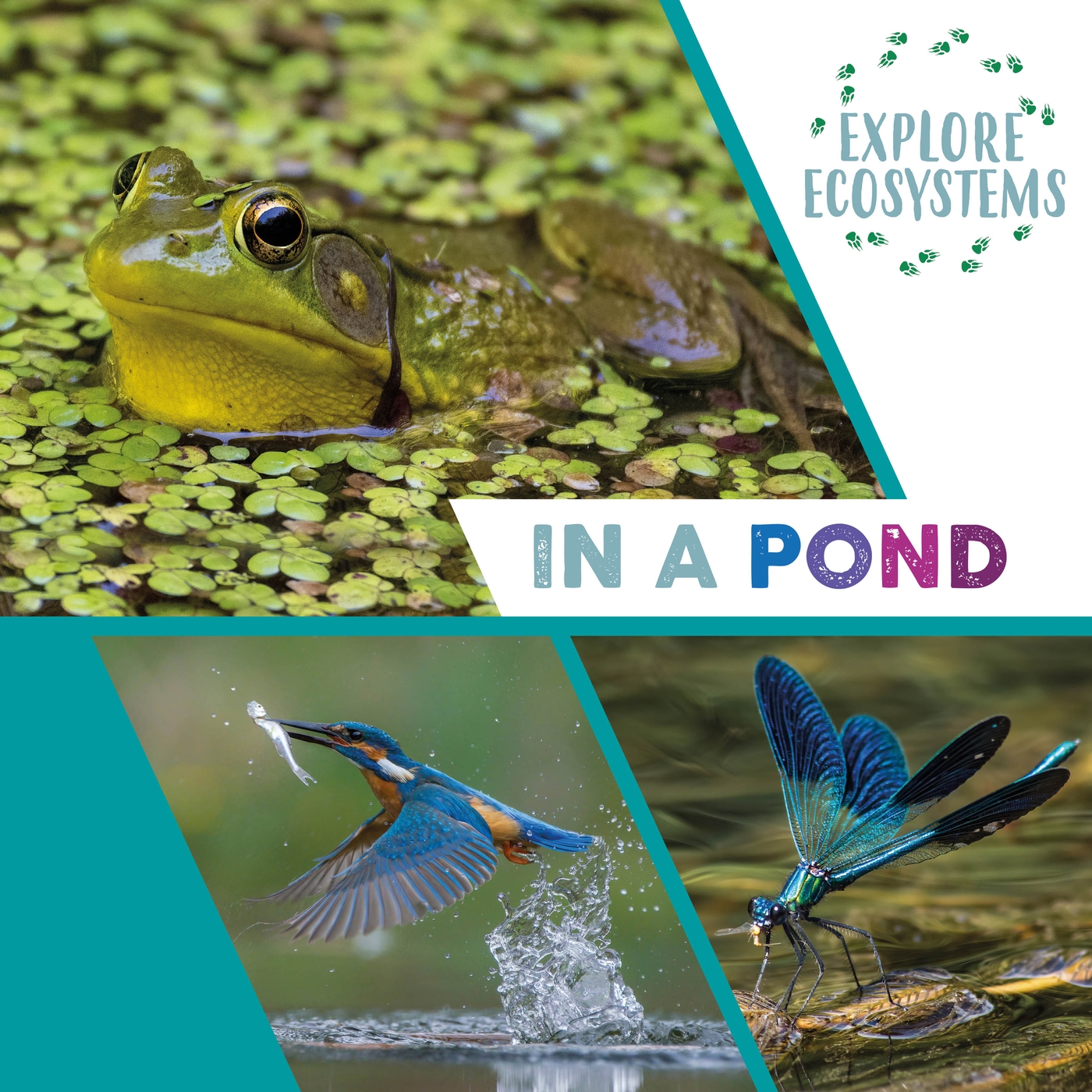 Explore Ecosystems: In a Pond - Hachette Schools