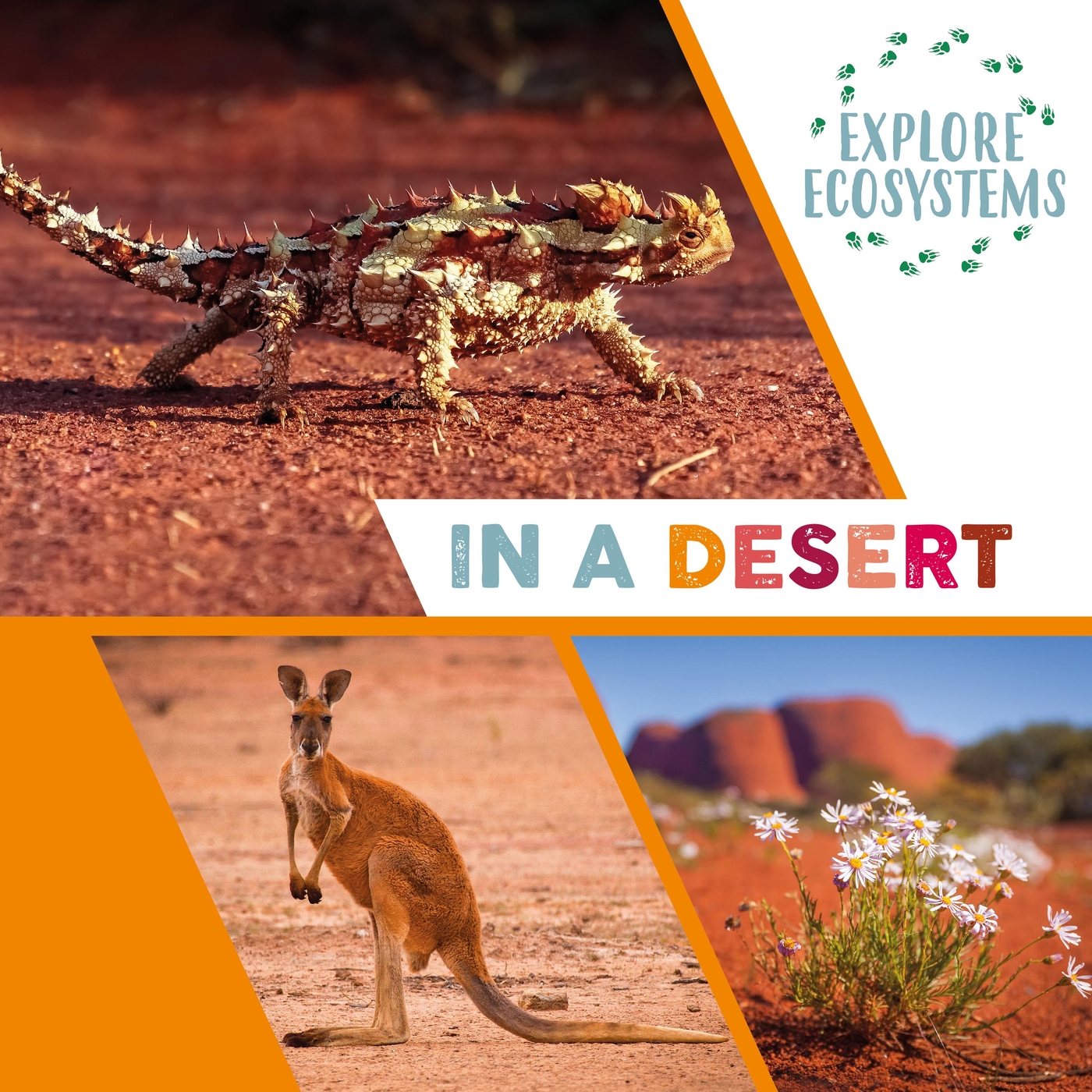 Explore Ecosystems: In a Desert - Hachette Schools