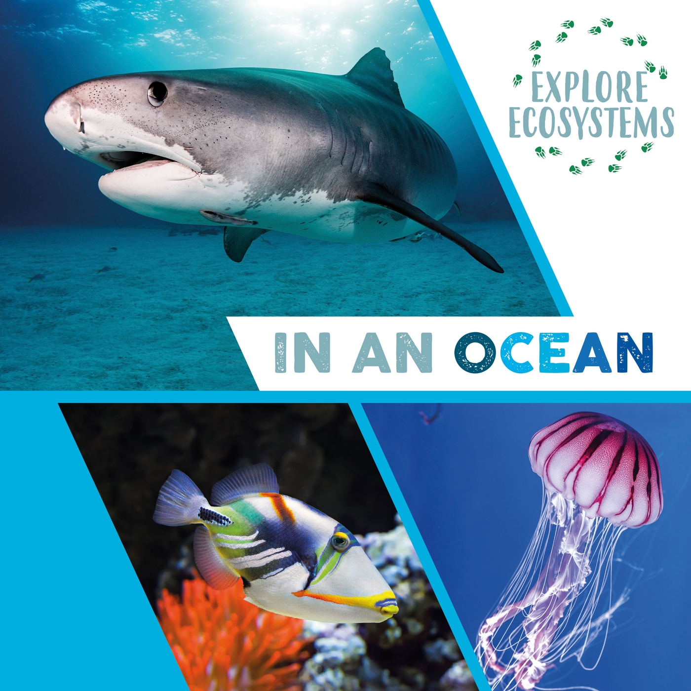 Explore Ecosystems: In an Ocean - Hachette Schools