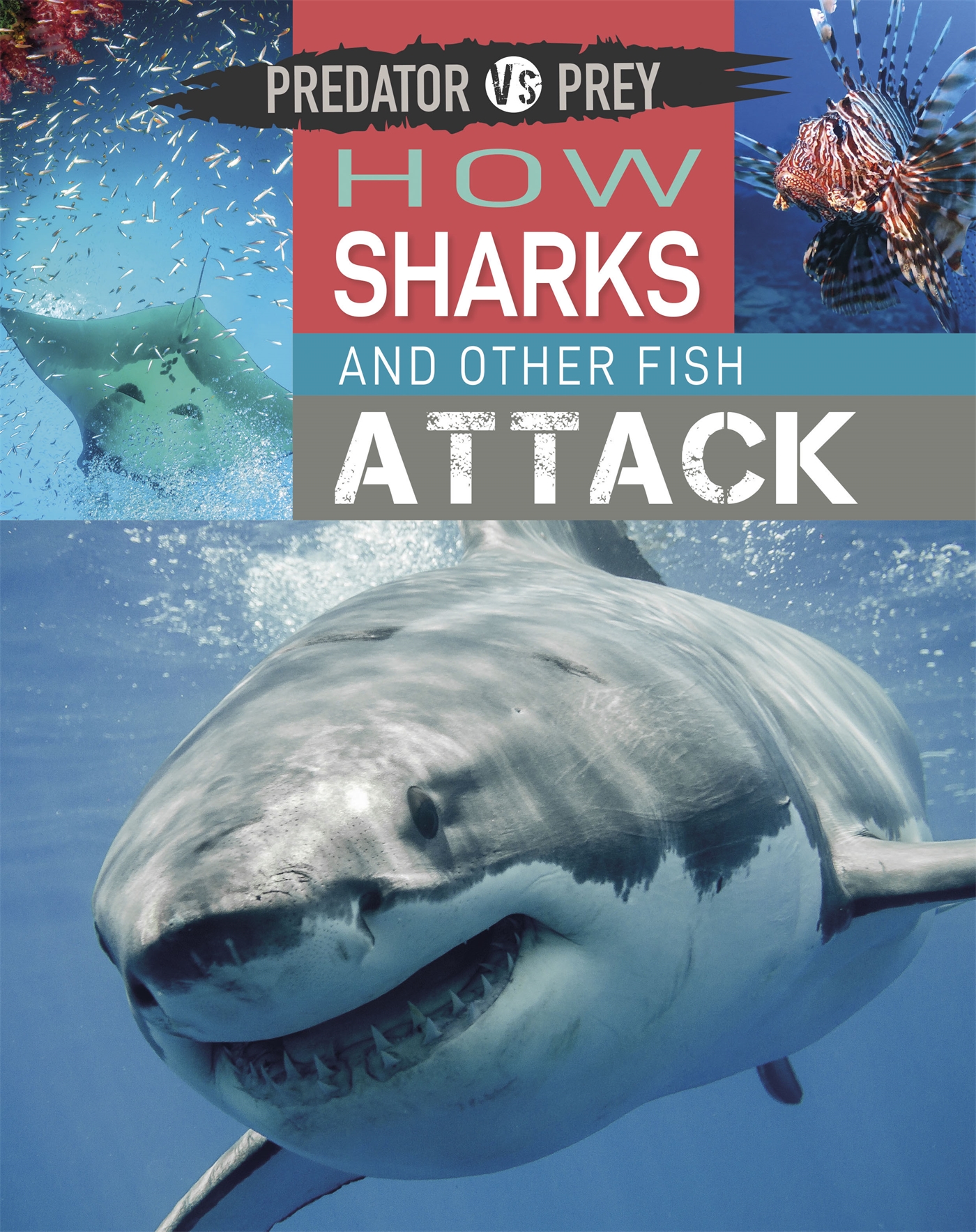Predator vs Prey: How Sharks and other Fish Attack - Hachette Schools
