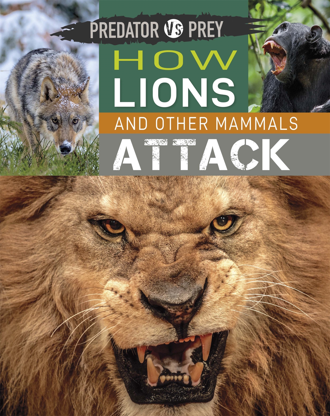 Predator vs Prey: How Lions and other Mammals Attack - Hachette Schools