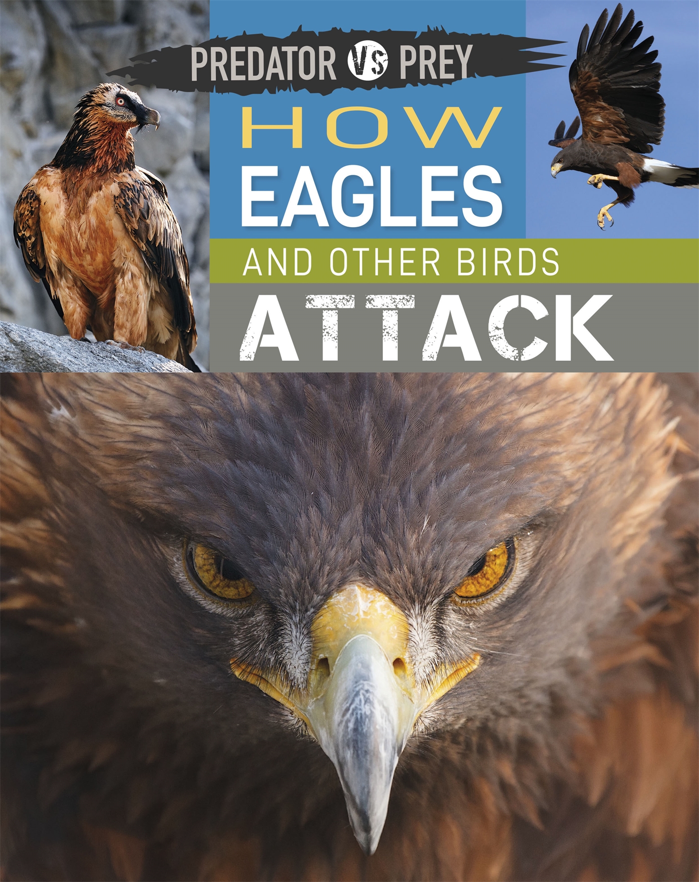 Predator vs Prey: How Eagles and other Birds Attack - Hachette Schools