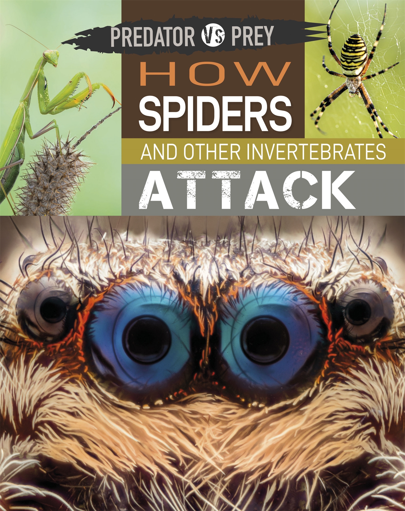 Predator vs Prey: How Spiders and other Invertebrates Attack - Hachette ...