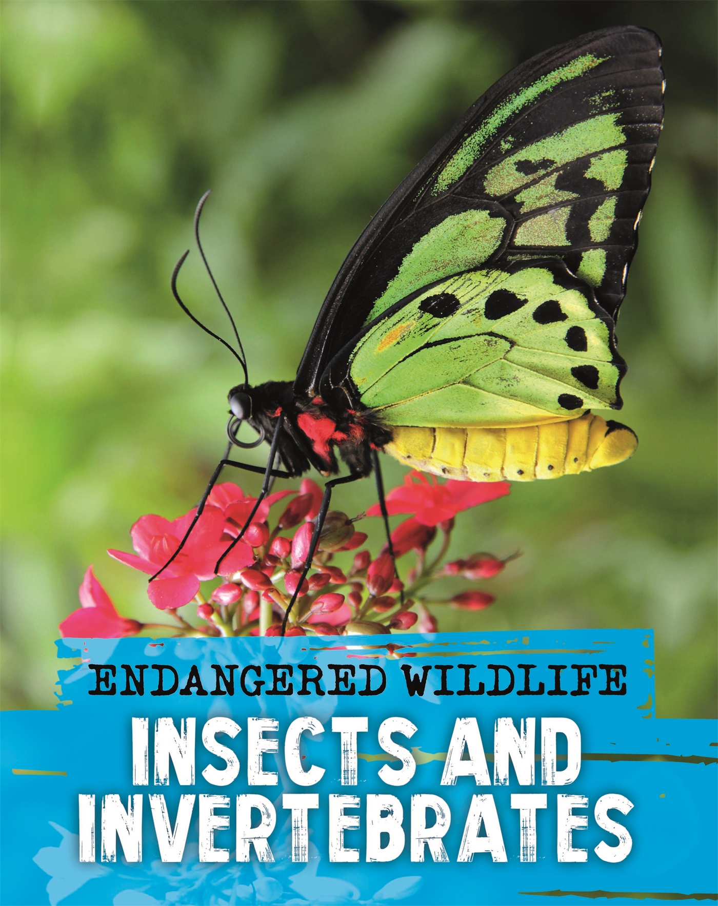Endangered Wildlife: Rescuing Insects and Invertebrates - Hachette Schools
