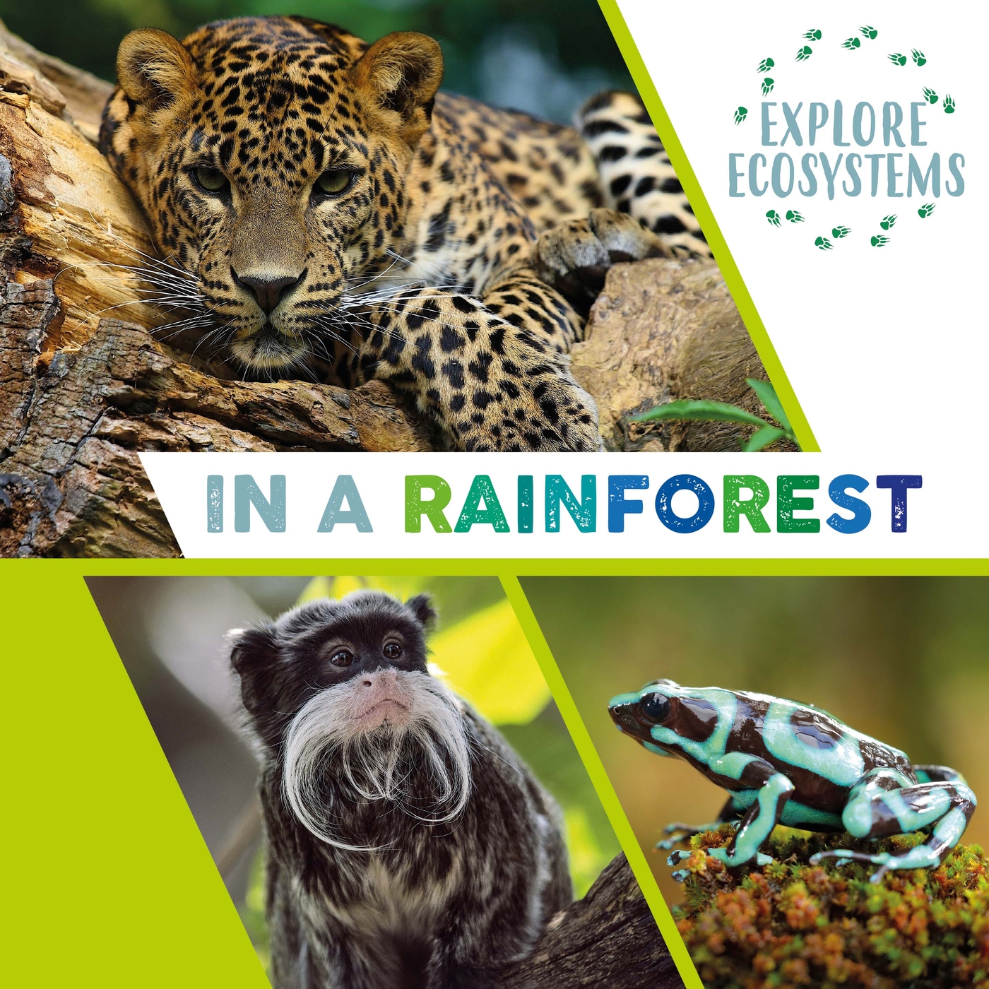 Explore Ecosystems: In a Rainforest - Hachette Schools