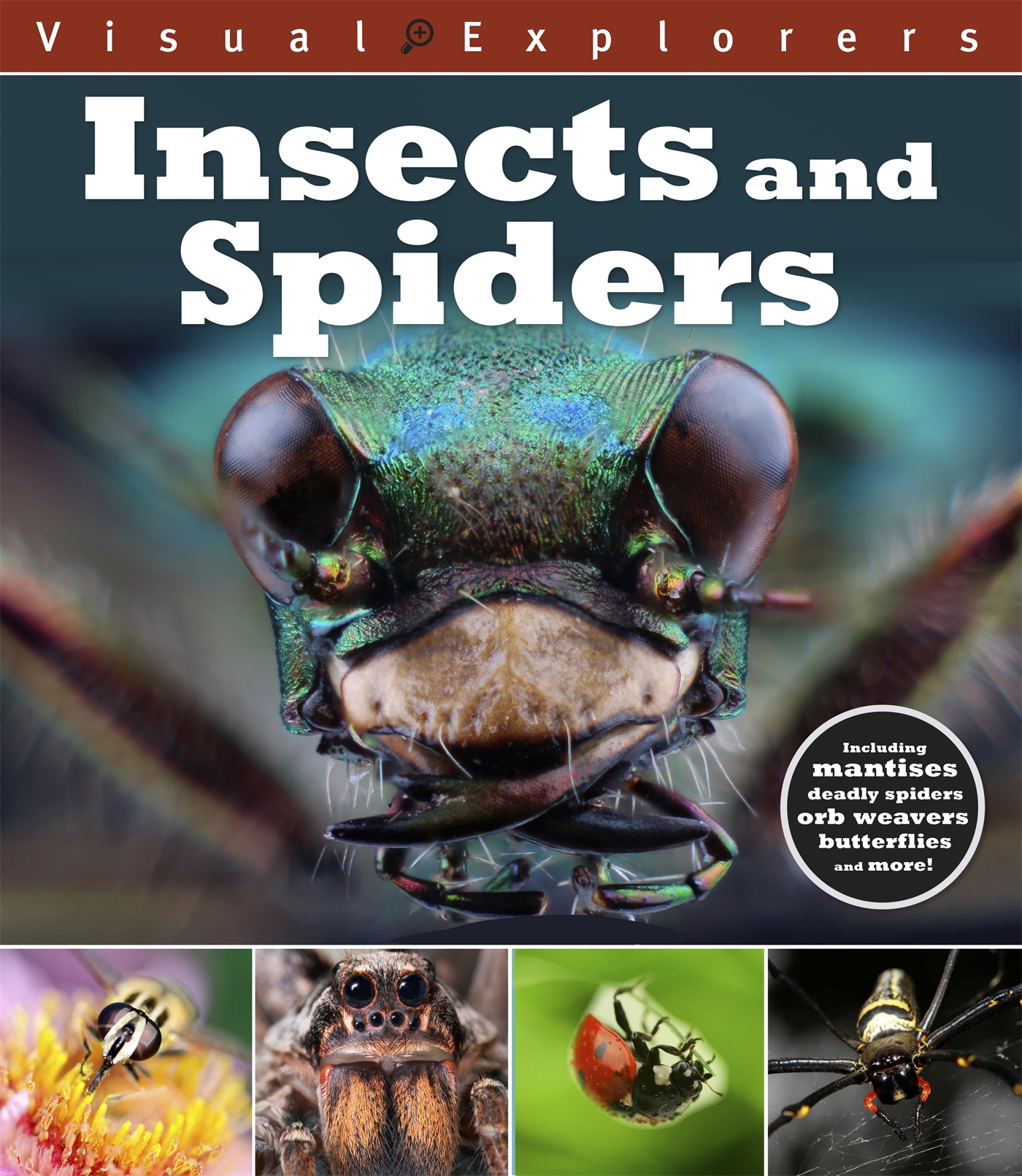 Visual Explorers: Insects and Spiders - Hachette Schools